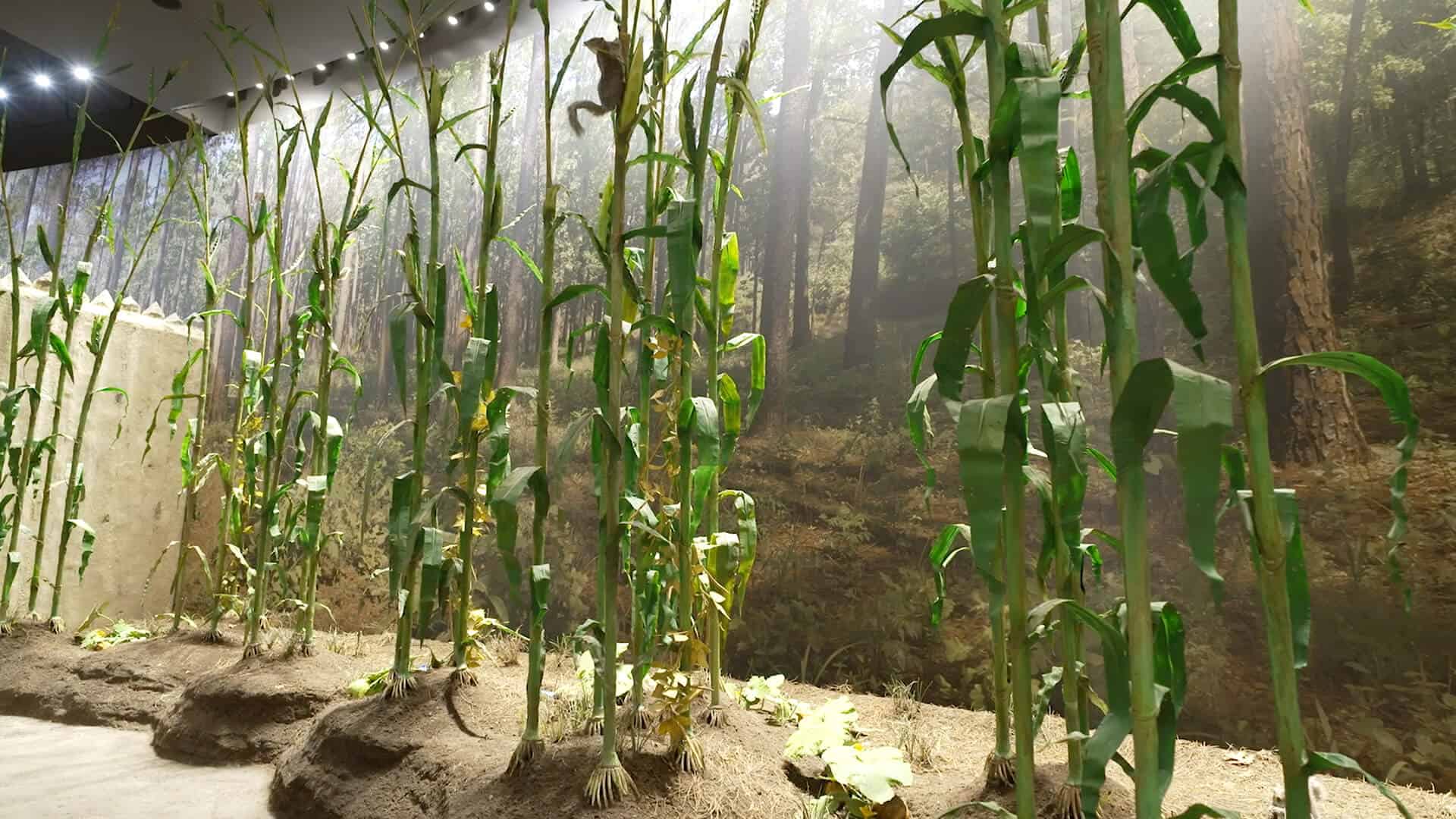 Exhibitions - Choctaw Cultural Center